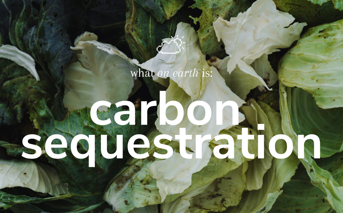 what on earth is: carbon sequestration? – KENT | super natural basics